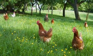What Are The Most Docile Chicken Breeds? – Chicken Keeping Secrets ...